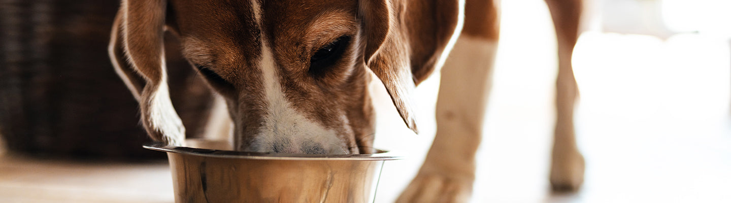 Hundefutter – Wuff's Best