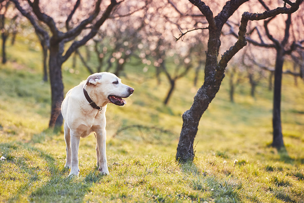 Bachblüten für Hunde – Wuff's Best
